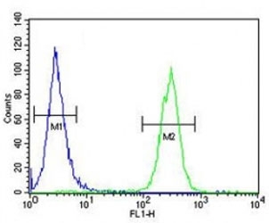 LC3B Antibody | F46116 NSJ Bioreagents