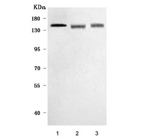 RIMS-binding protein 2 Antibody | RIMBP2 | RQ7851 NSJ Bioreagents